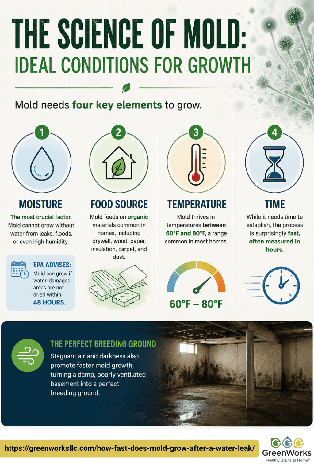 How Quickly Does Mold Grow After a Water Leak? Guide