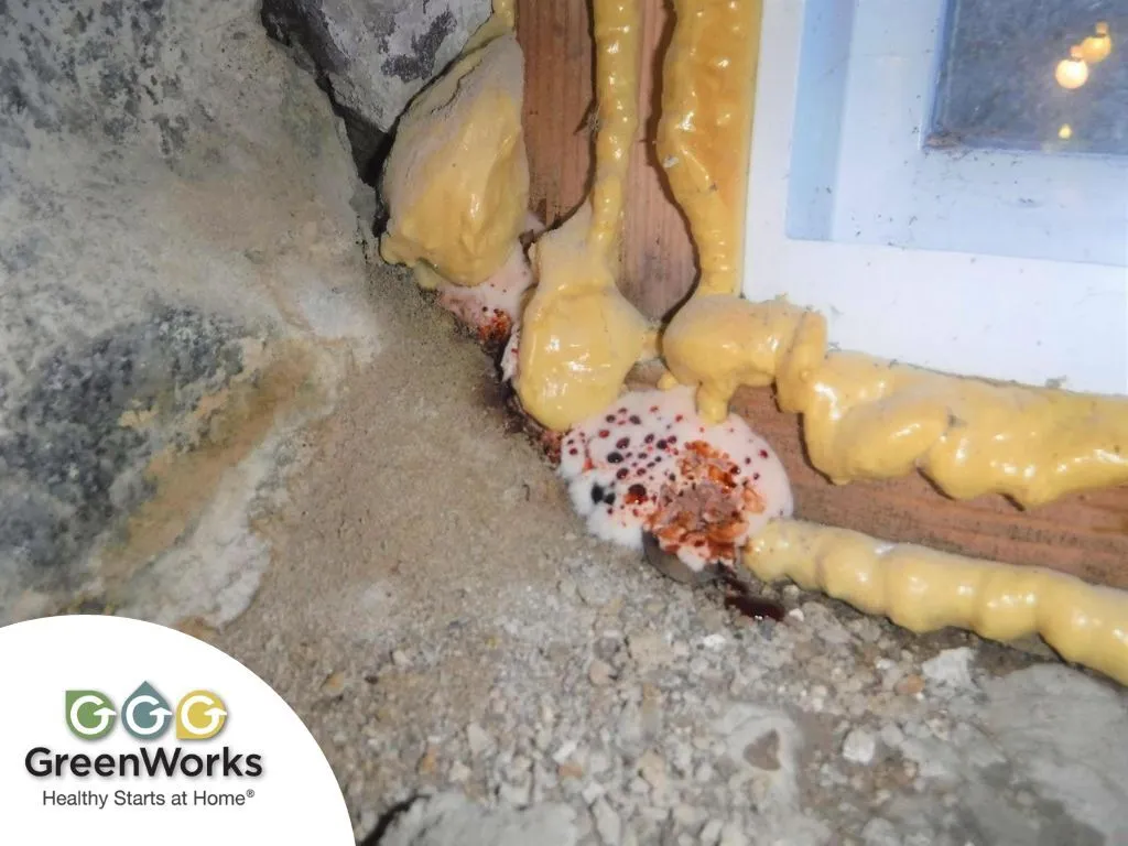 3-Steps in Determining the Age of Mold | GreenWorks Environmental LLC