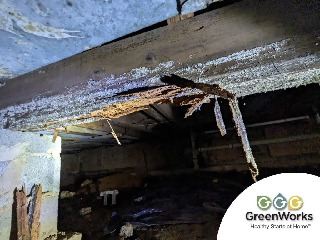 3-Steps in Determining the Age of Mold | GreenWorks Environmental LLC