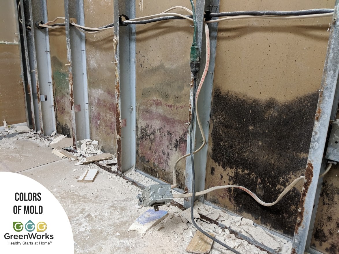 The Ultimate Guide to Black Mold Removal and Prevention