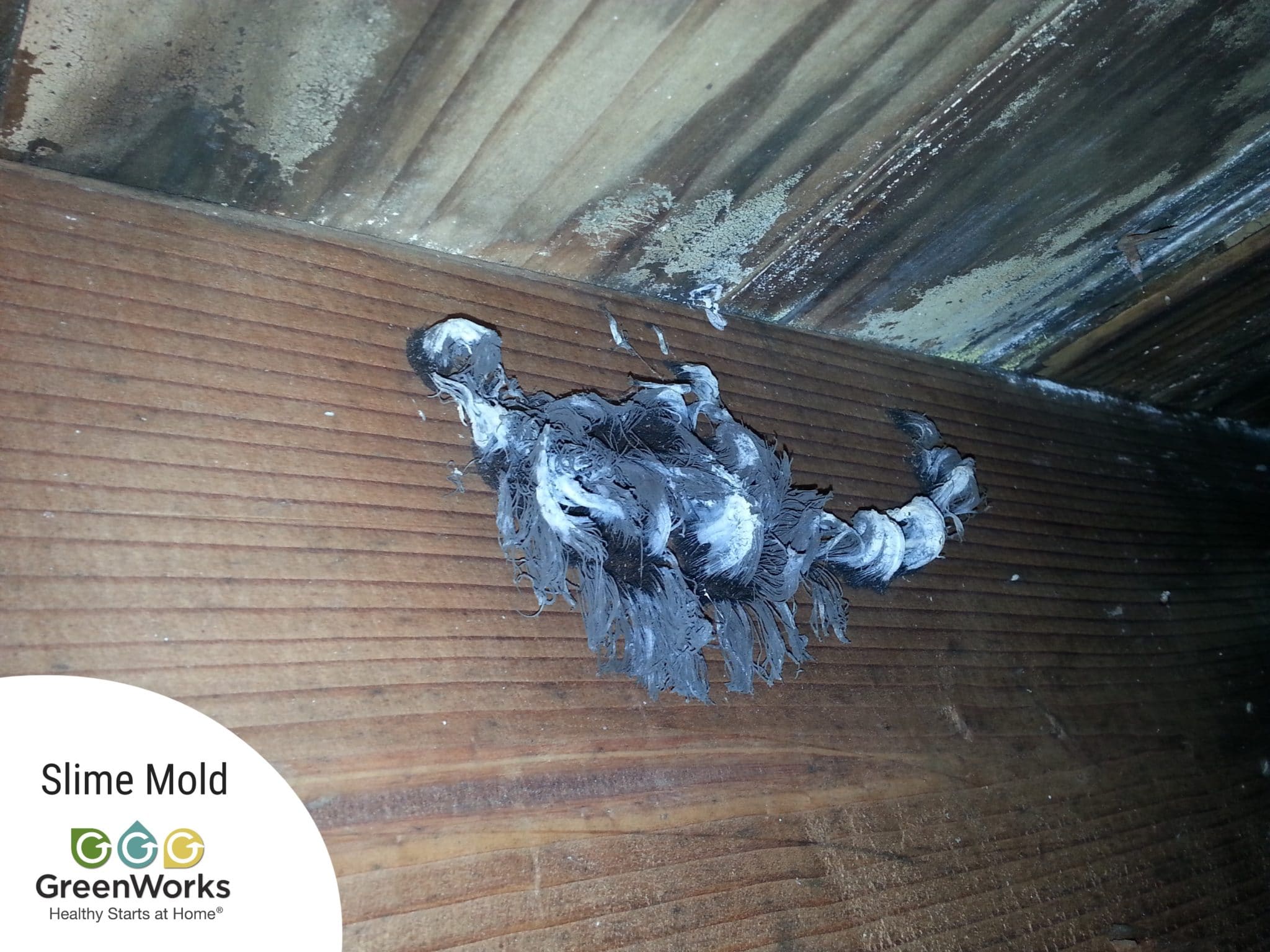 How Long Does it Take for Black Mold to Grow | GreenWorks Environmental LLC